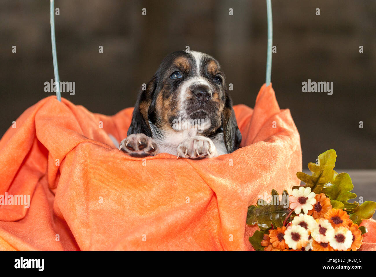 Pretty and gently Basset hound puppy, which is an old three week. A ...