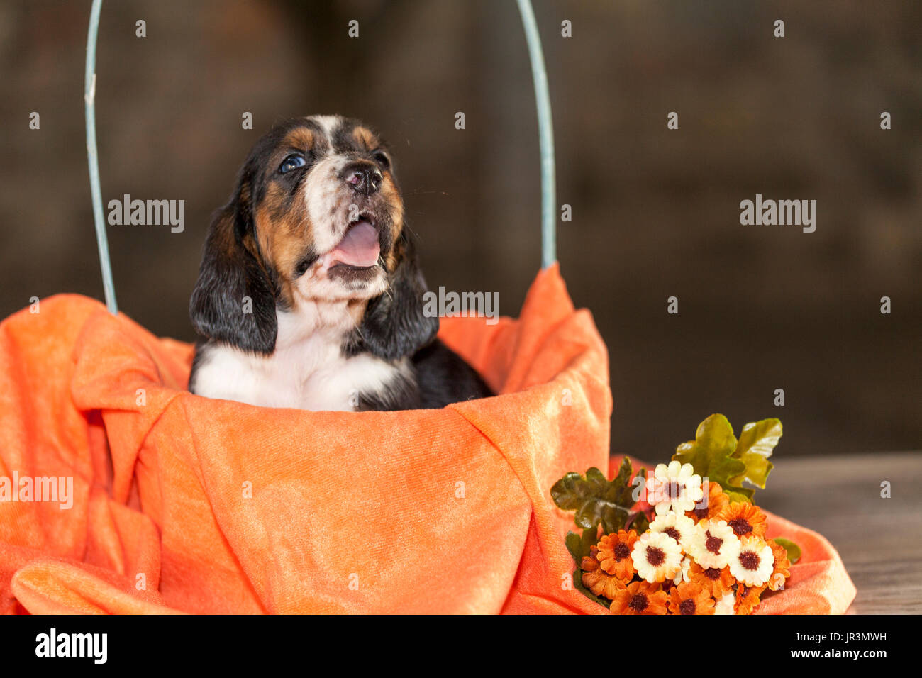 Pretty and gently Basset hound puppy, which is an old three week. A ...