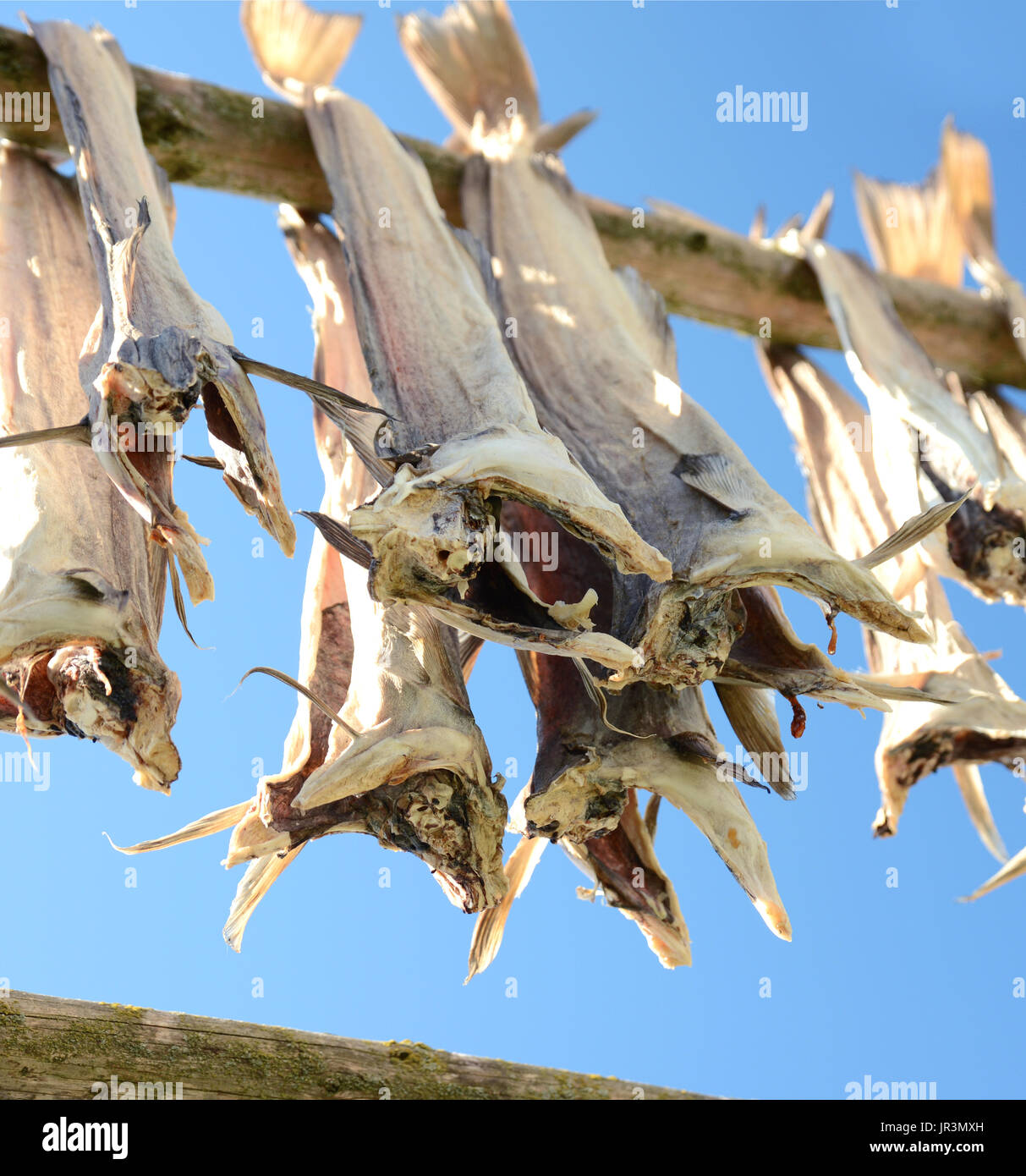 Ling fish hi-res stock photography and images - Alamy