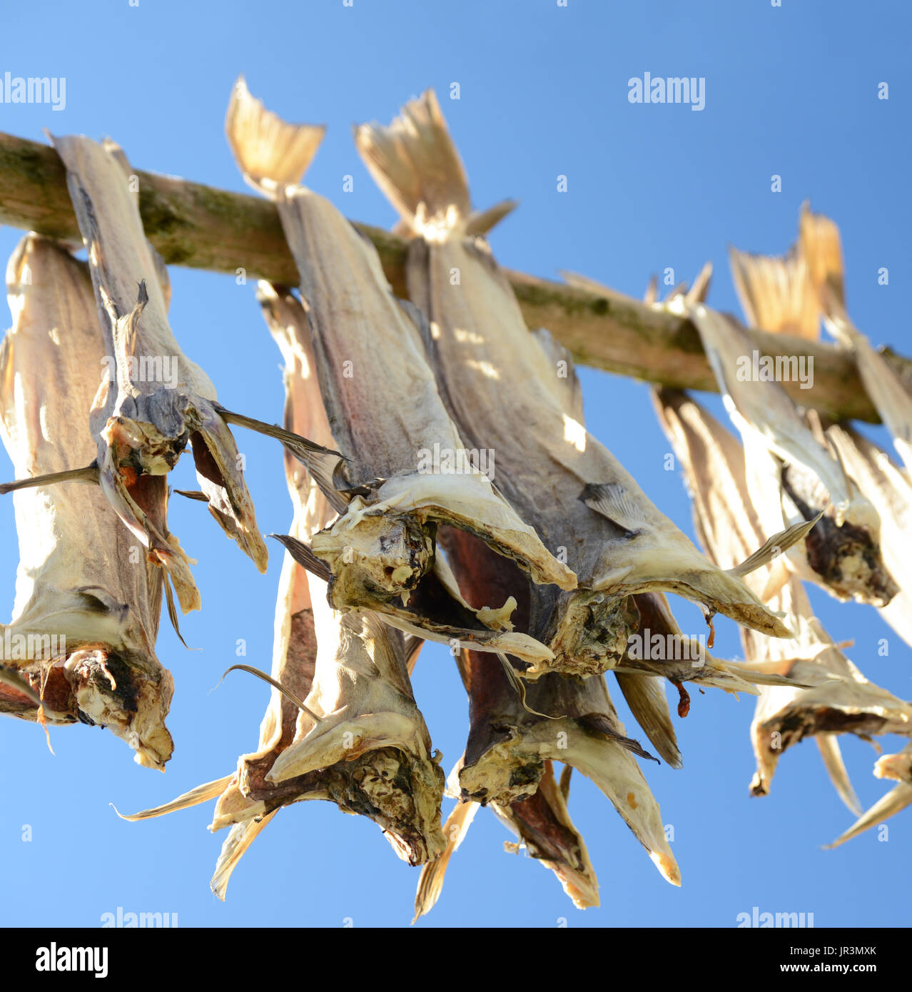 Cod fish drying on flake hi-res stock photography and images - Alamy