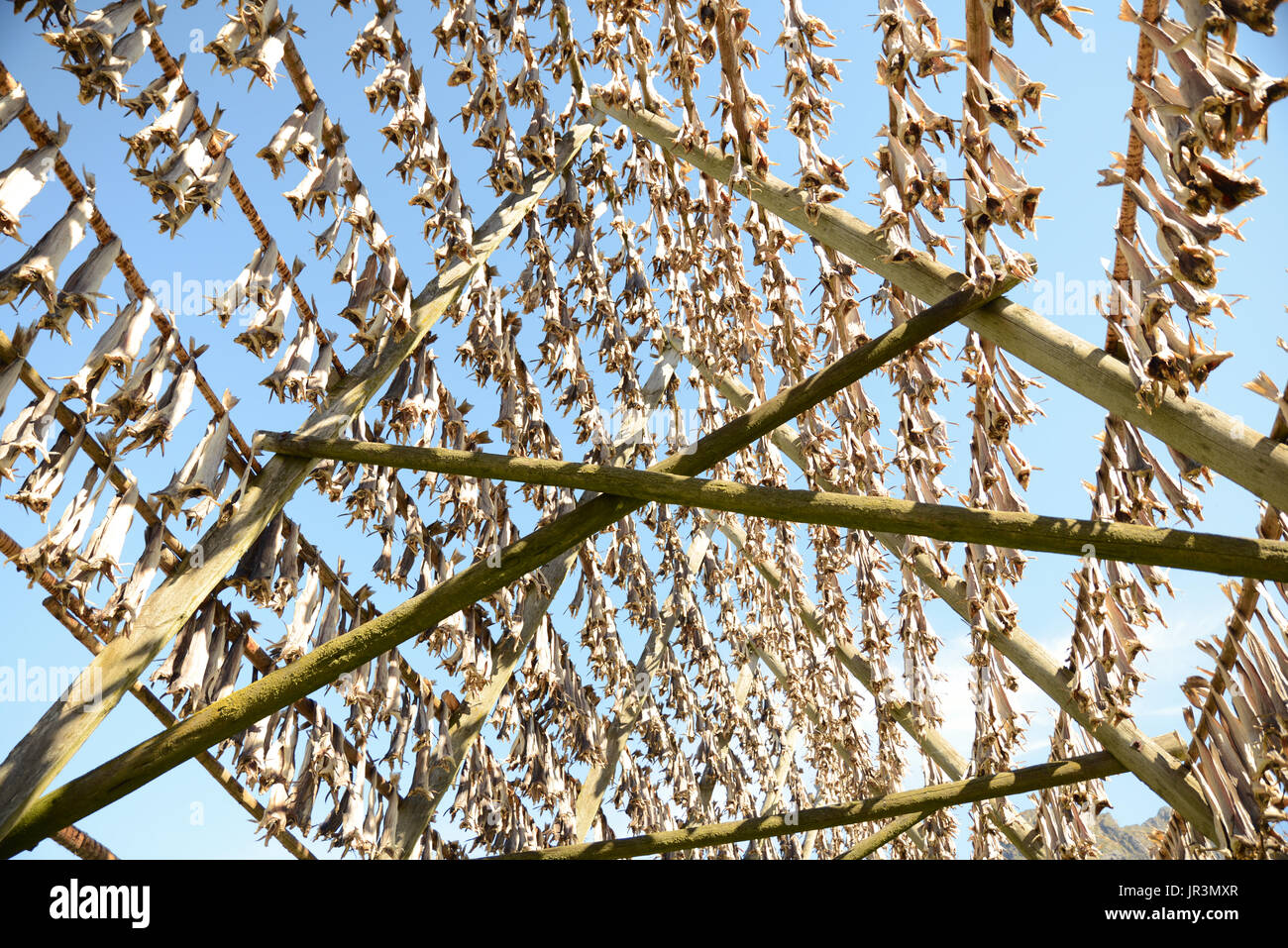 Stockfish hanging on a fish flake in Lofoten, Norway Stock Photo - Alamy