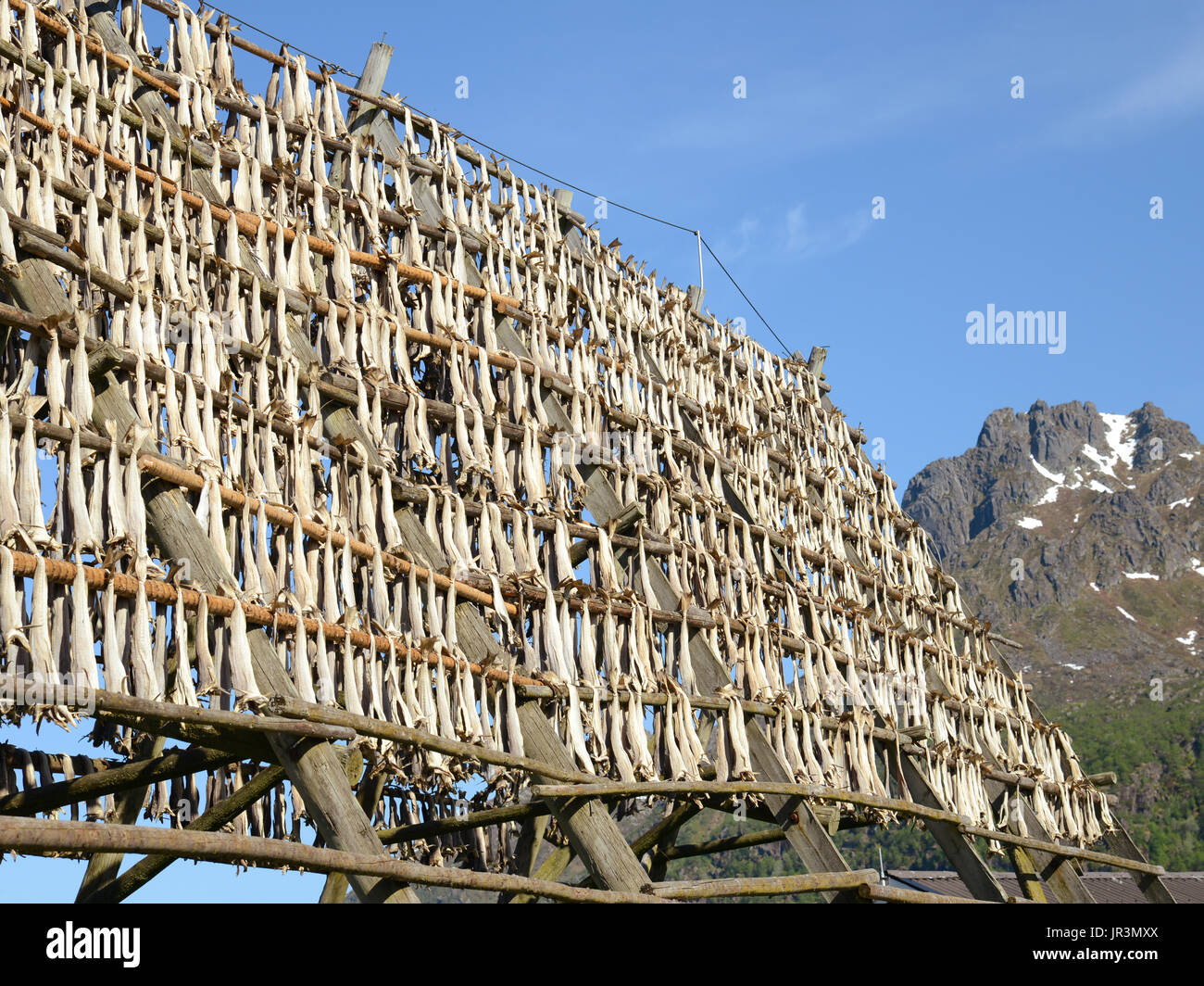 Stockfish on lofoten norway hi-res stock photography and images - Alamy