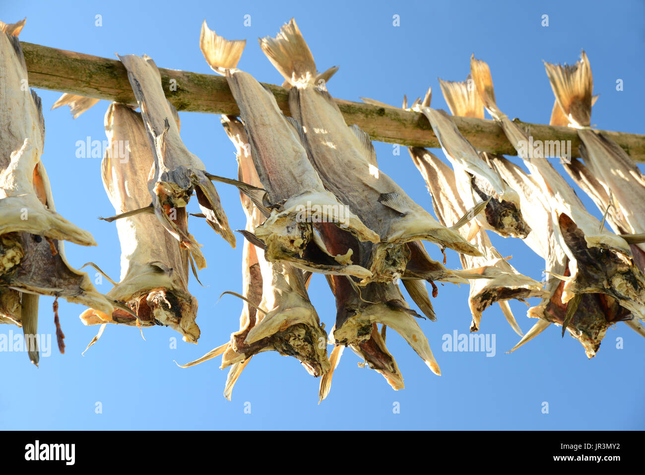 Stockfish hanging on a fish flake in Lofoten, Norway Stock Photo - Alamy