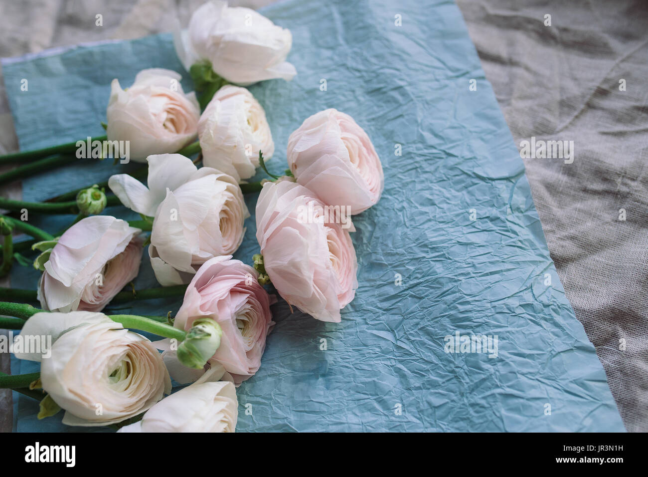 pale pink and white ranunculus bouquet on a blue background, on blue ...