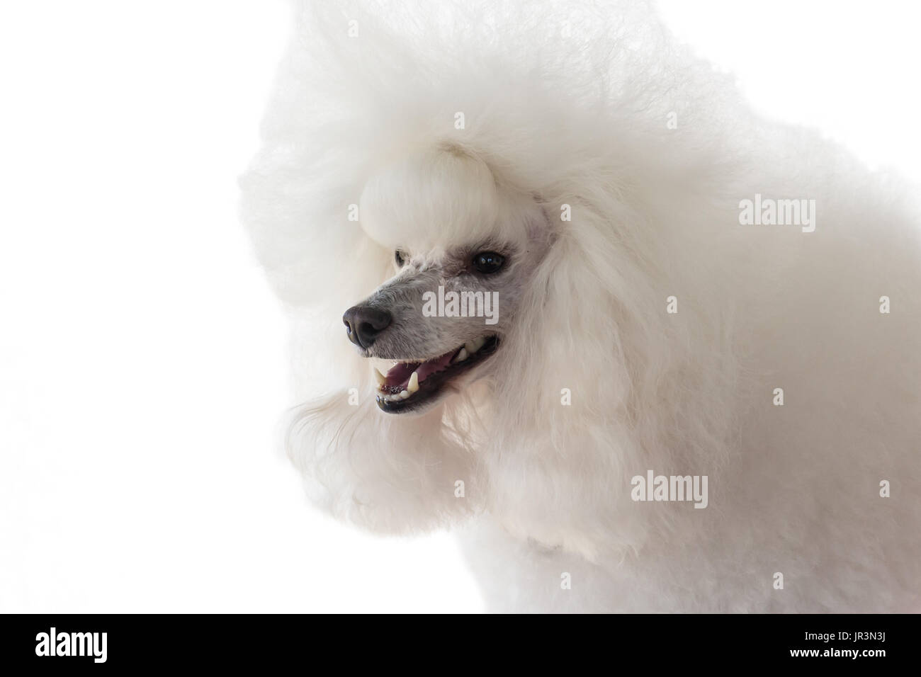 White purebred poodle pet dog isolated on white background Stock Photo ...