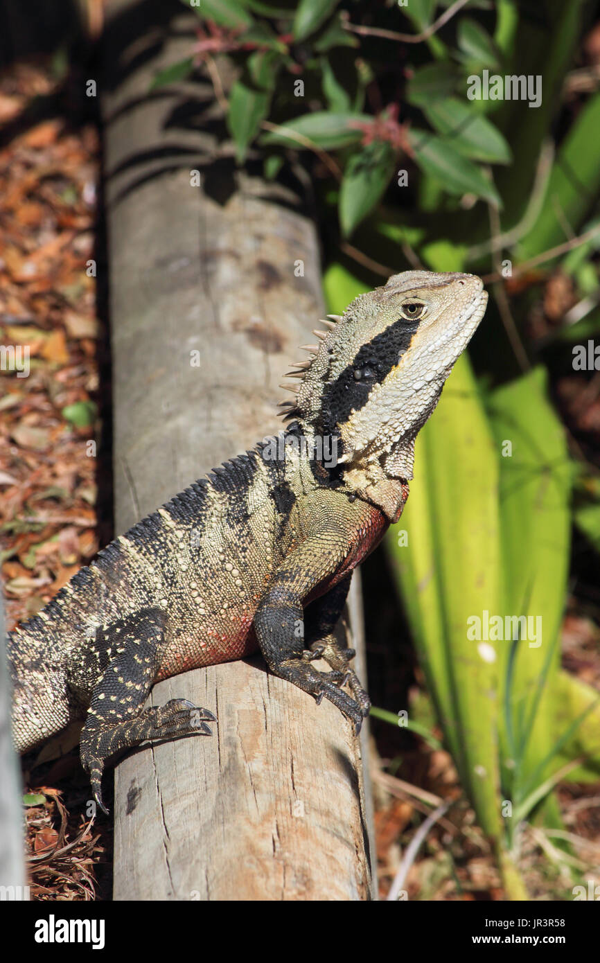 Australian native water dragon lizard warming up in sunshine on log ...