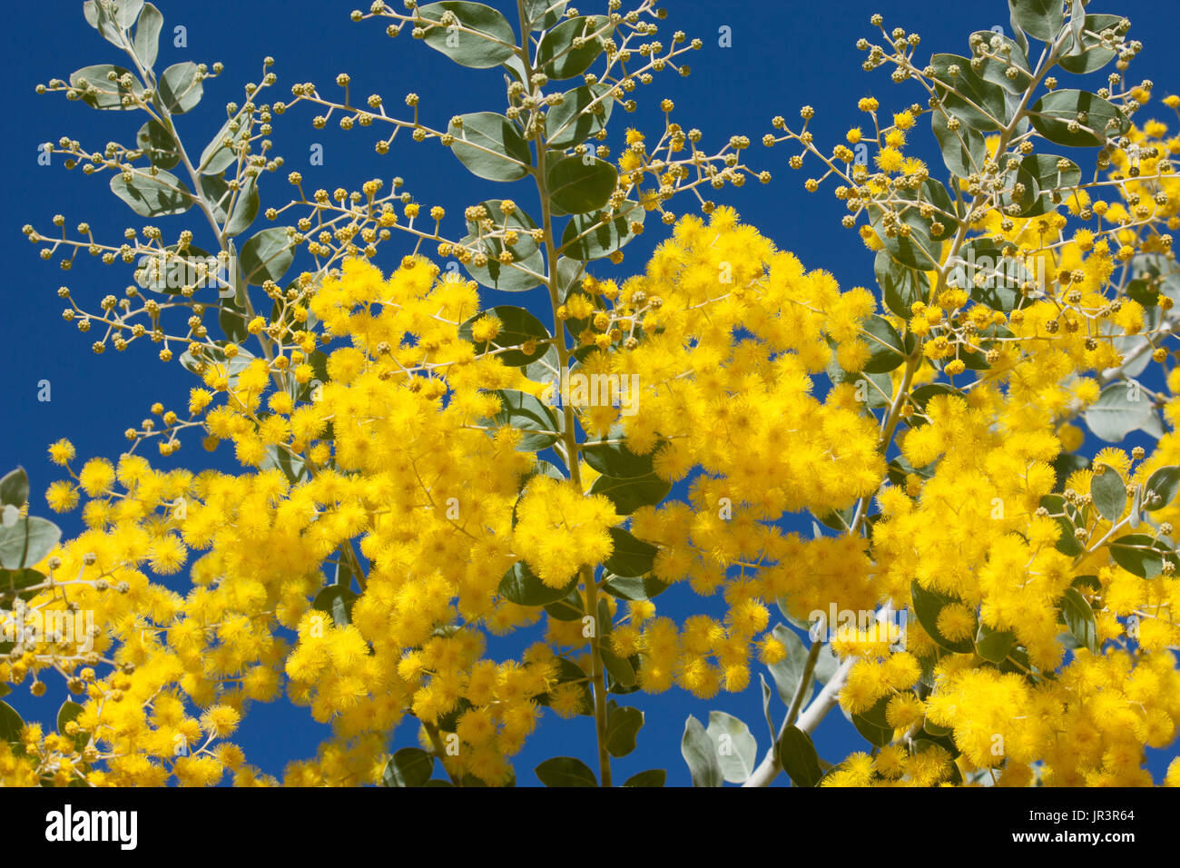 Wattle Tree Stock Photos & Wattle Tree Stock Images - Alamy
