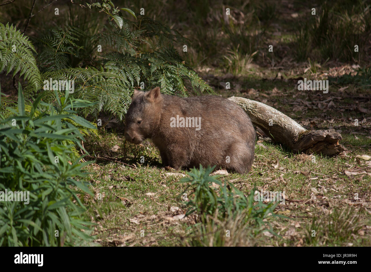Australian native wombat in bush habitat Stock Photo - Alamy