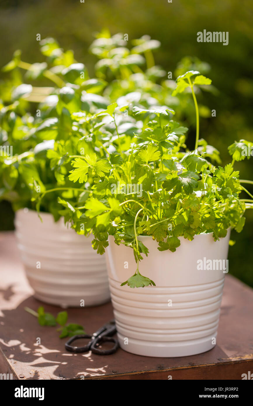 Basil mint hi-res stock photography and images - Alamy