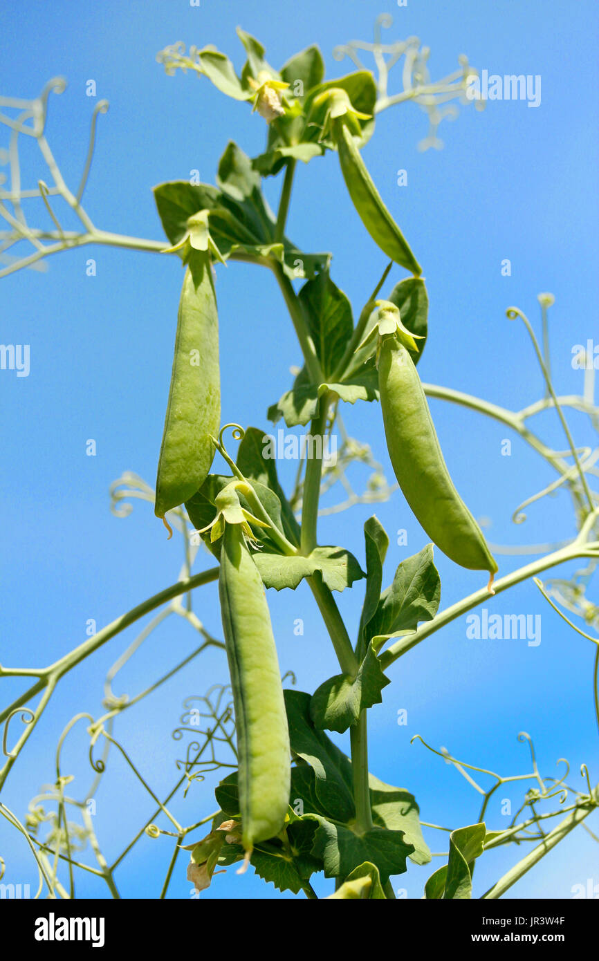 Crop of peas Stock Photo - Alamy
