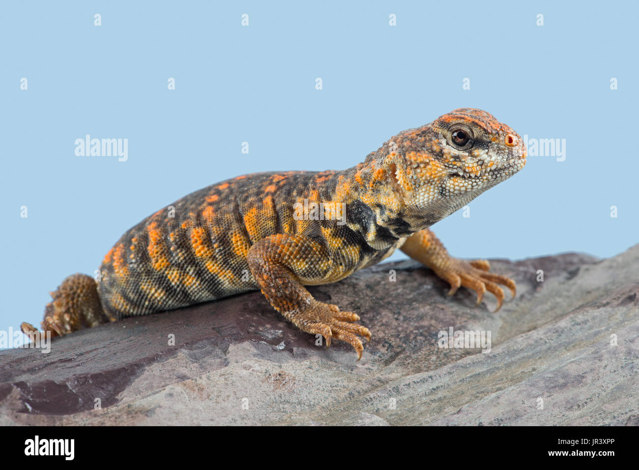 Saharan Spiny Tailed Lizard (Uromastyx geyri Stock Photo - Alamy