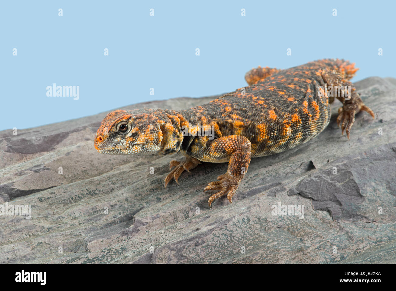 Saharan Spiny Tailed Lizard (Uromastyx geyri Stock Photo - Alamy
