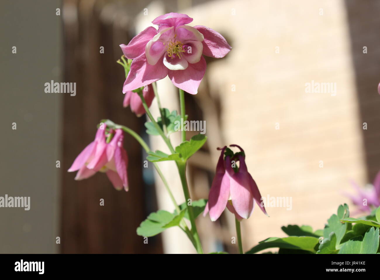 Yellow mountain columbine hi-res stock photography and images - Alamy