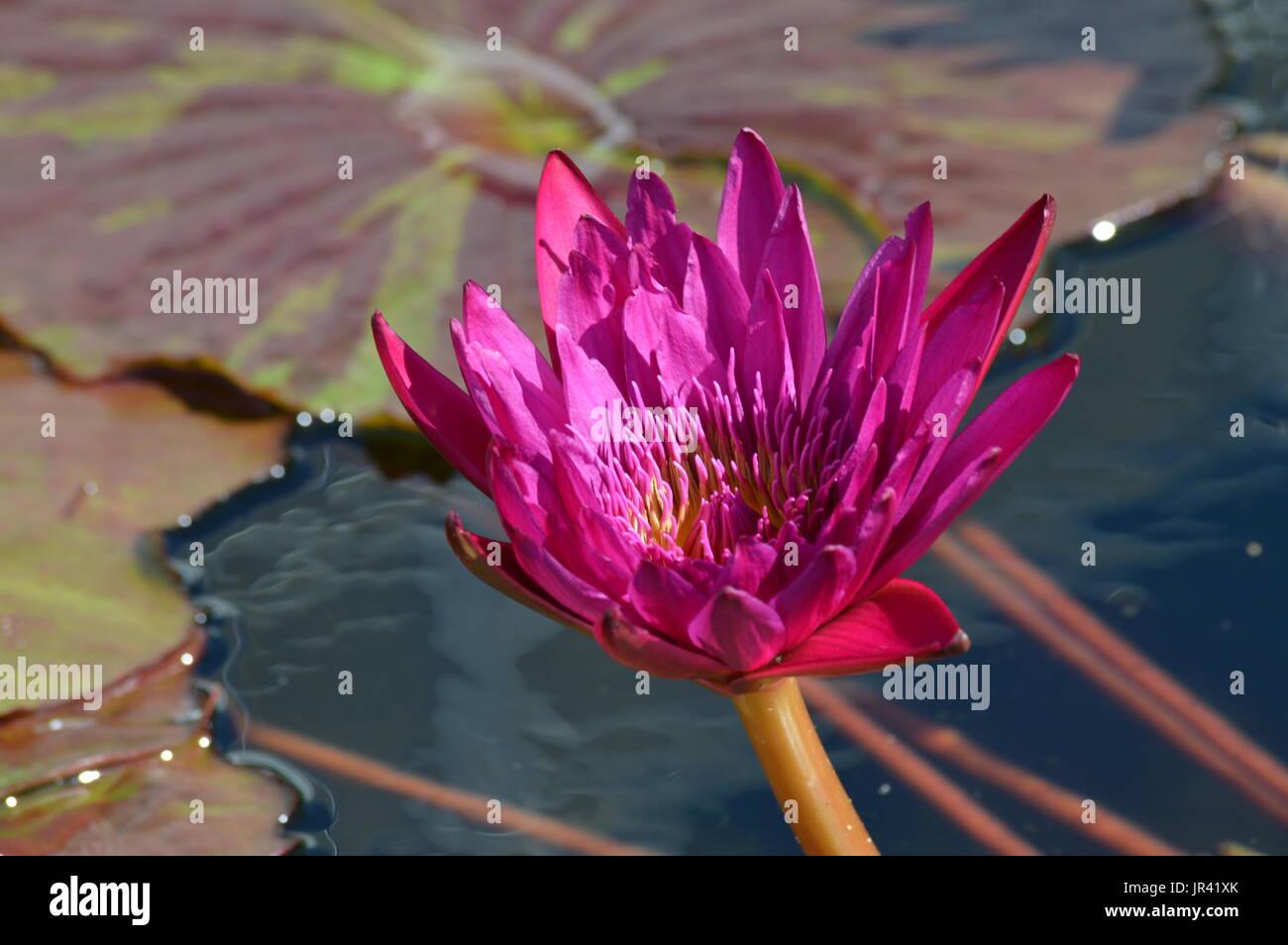 Close up of lily pad hi-res stock photography and images - Alamy