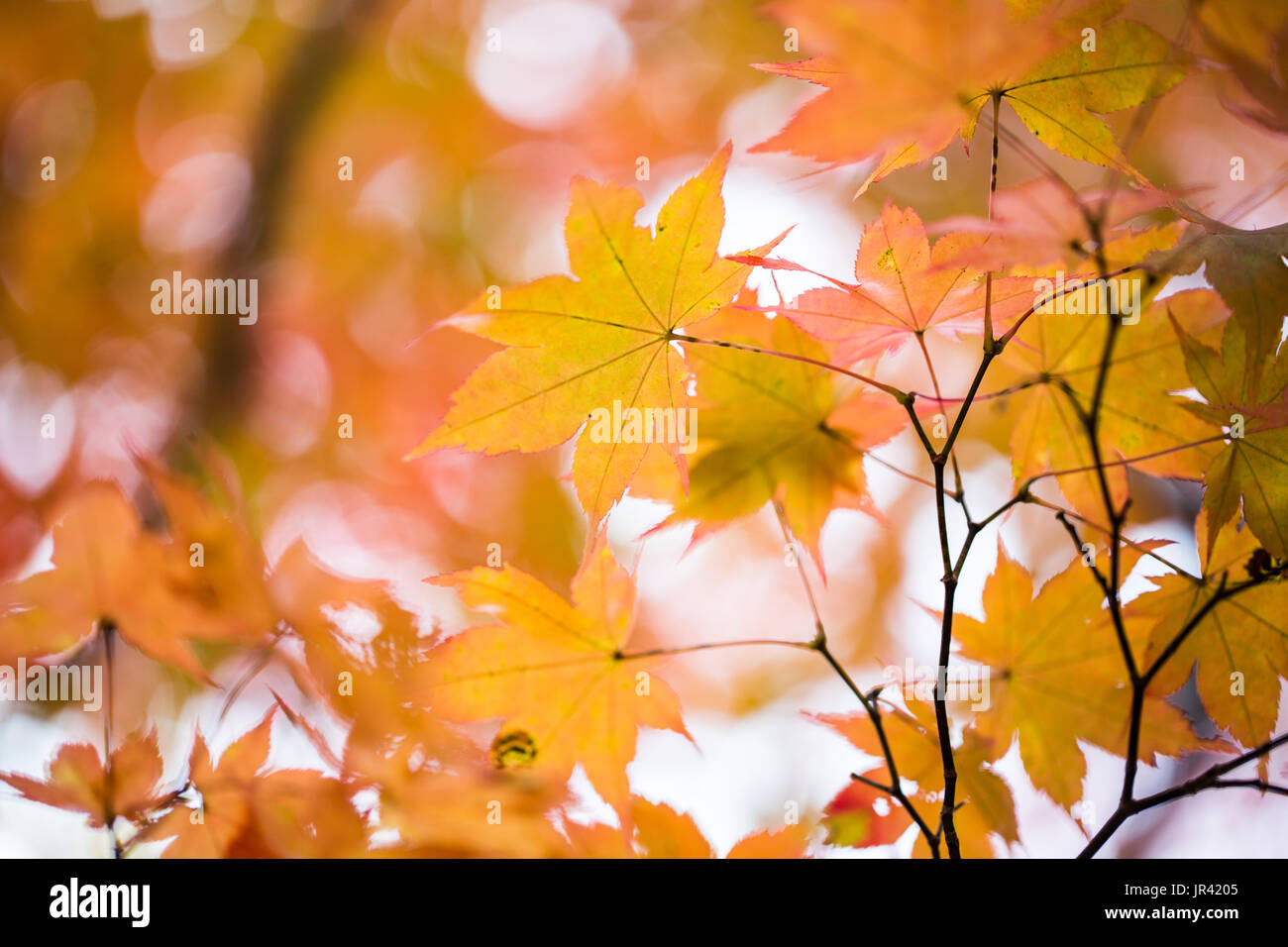 Japanese Fall Foliage Stock Photo - Alamy
