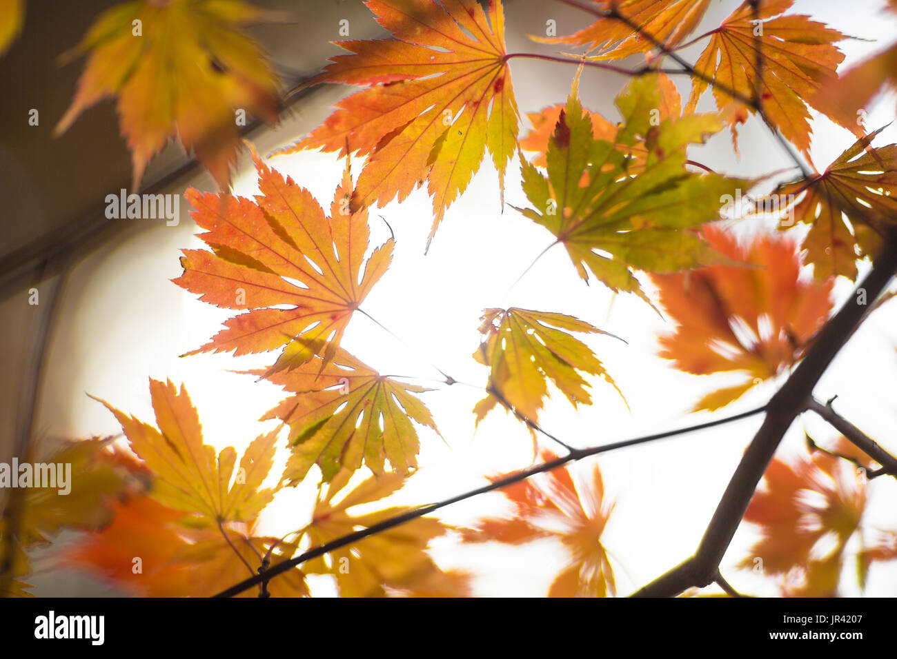 Japanese Fall Foliage Stock Photo - Alamy