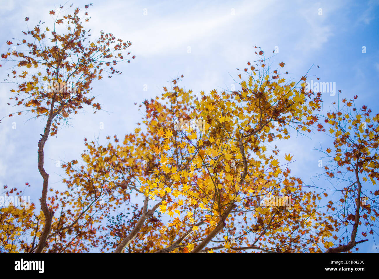 Japanese Fall Foliage Stock Photo - Alamy