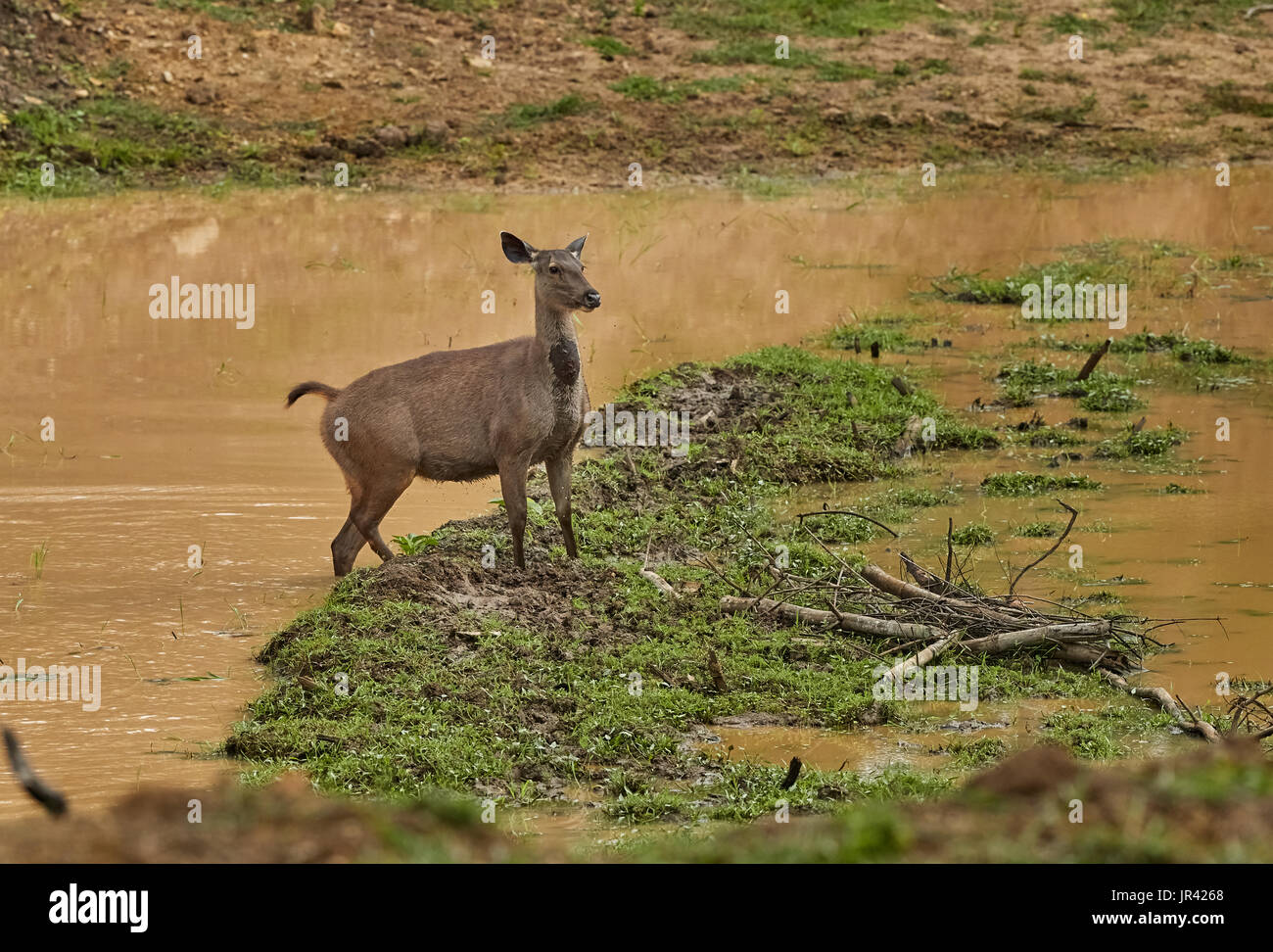 Beautiful sambar deer in the nature habitat in India. friendship in ...