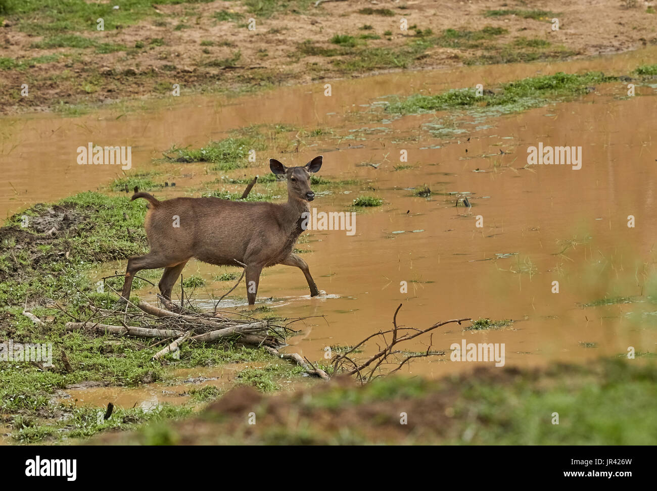 Beautiful sambar deer in the nature habitat in India. friendship in ...