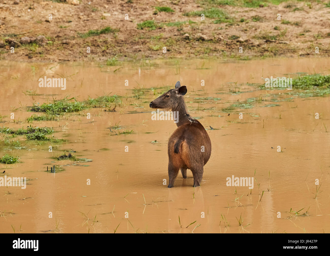 Beautiful sambar deer in the nature habitat in India. friendship in ...