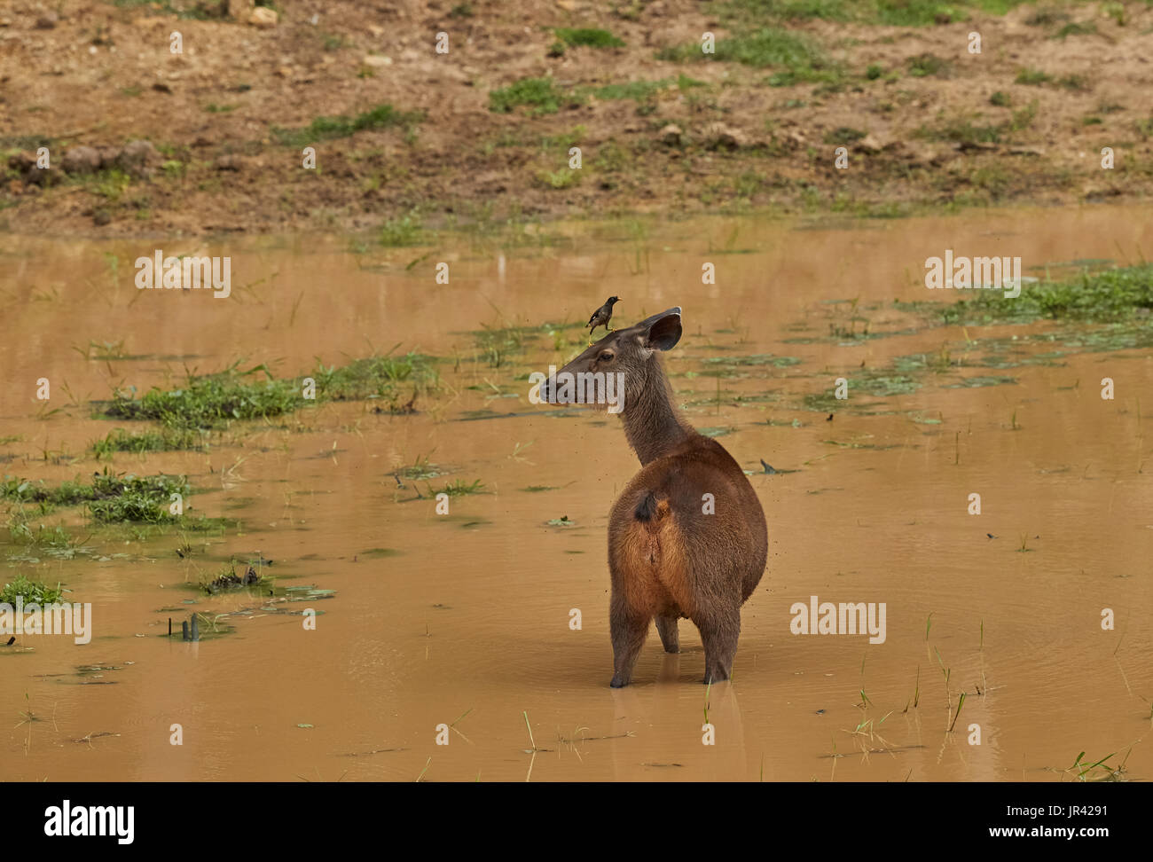 Beautiful sambar deer in the nature habitat in India. friendship in ...