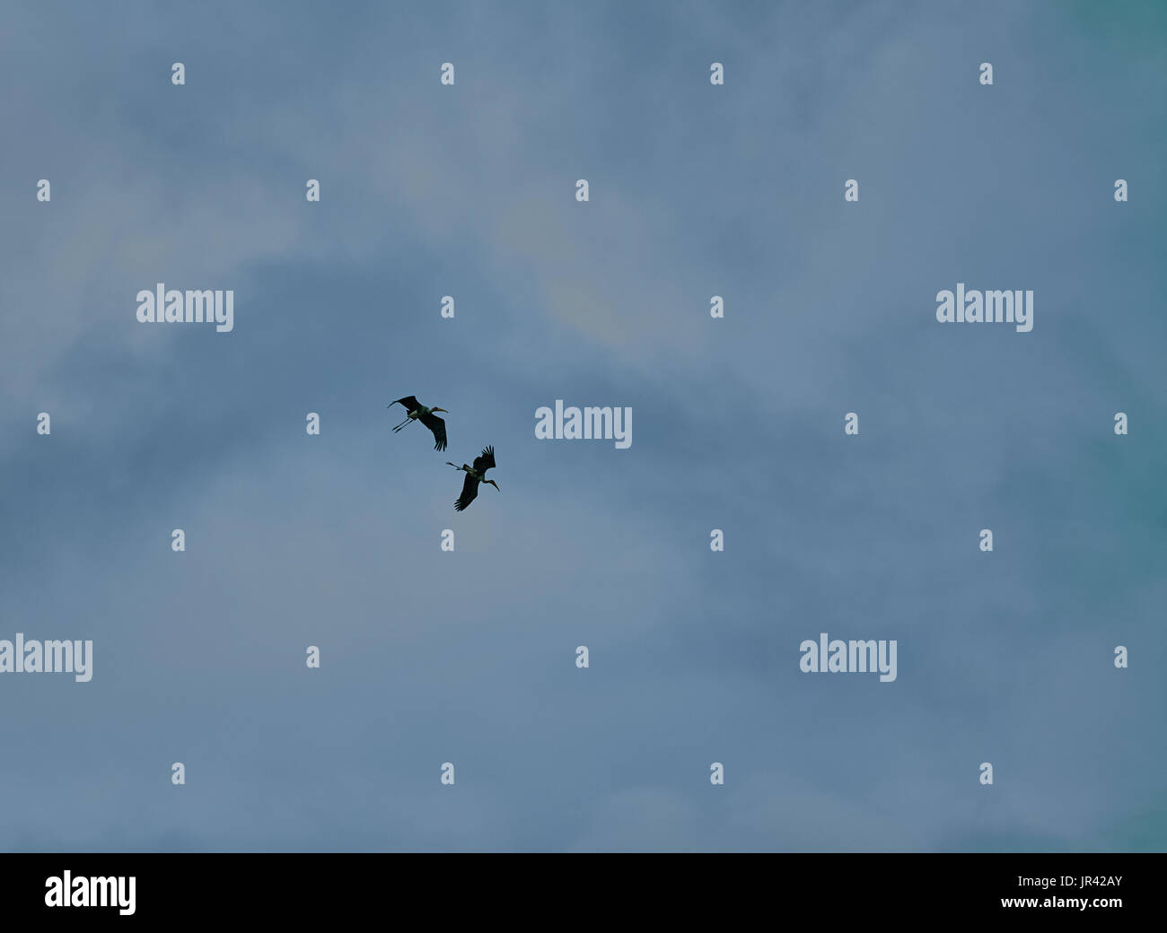 Bird with wings expanded hi-res stock photography and images - Alamy