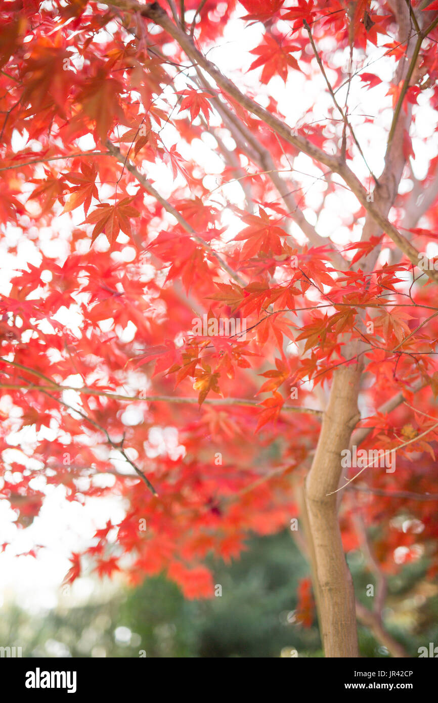 Japanese Fall Foliage Stock Photo - Alamy