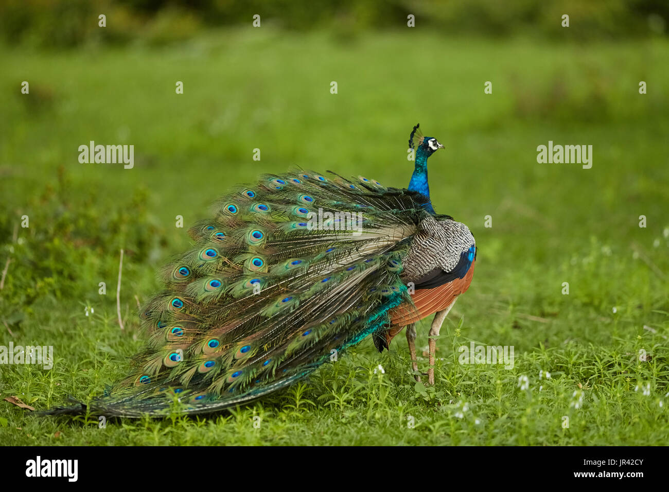 Indian Peacock Flying