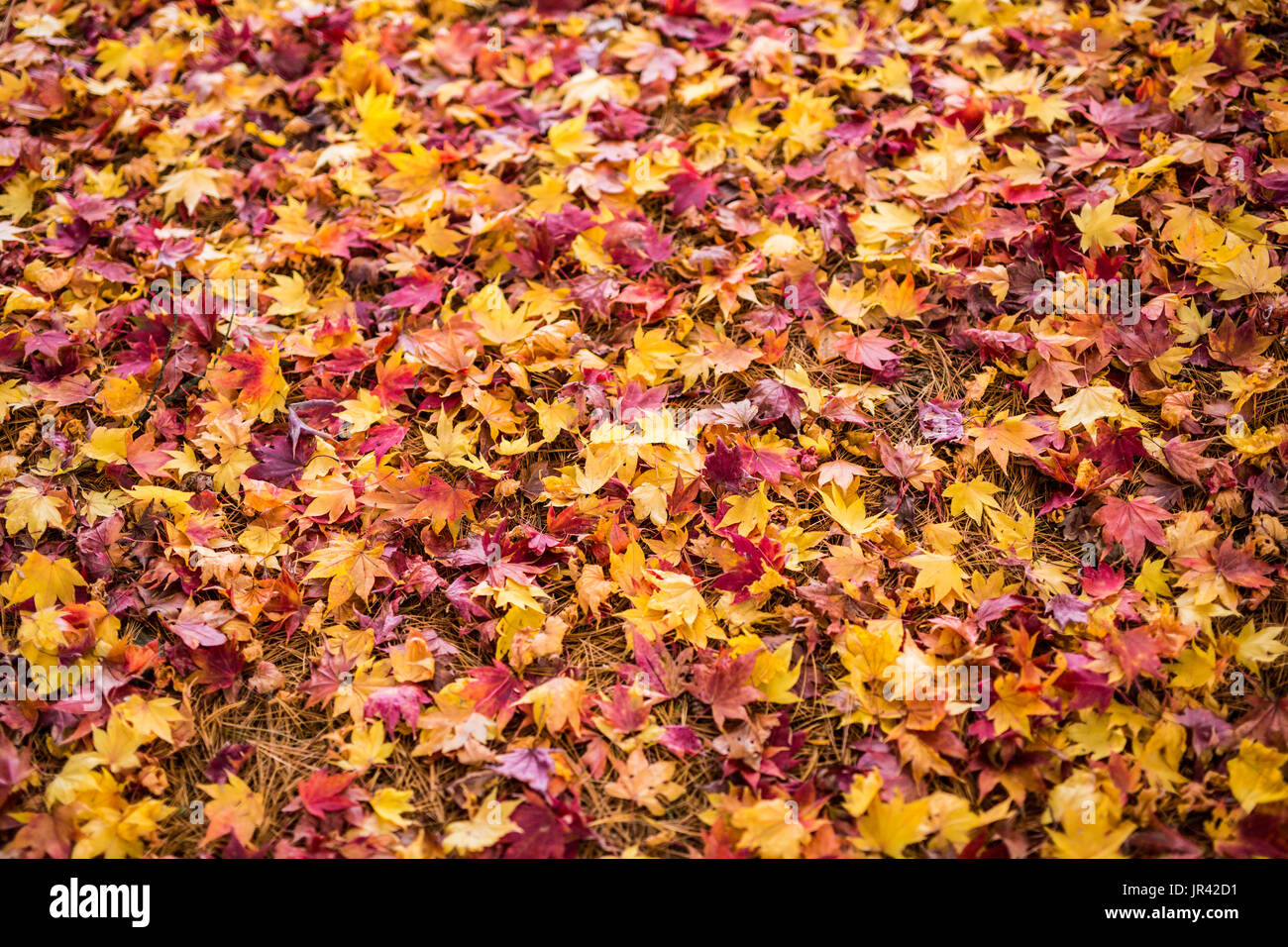 Japanese Fall Foliage Stock Photo - Alamy