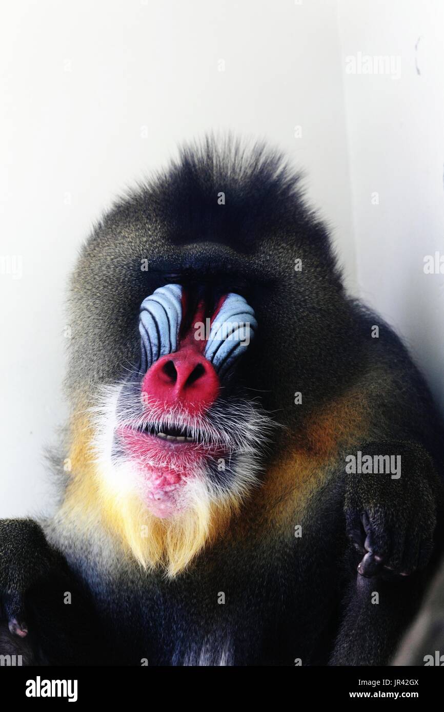 Mandrill expression hi-res stock photography and images - Alamy