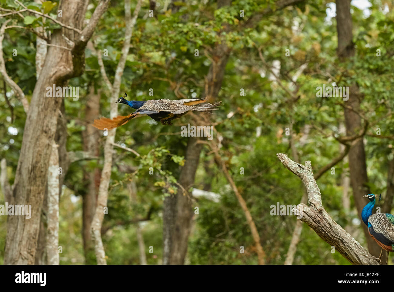 Peafowl male flying hi-res stock photography and images - Alamy