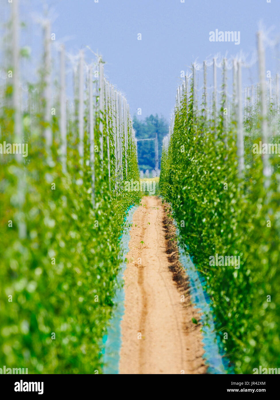 Yam Field High Resolution Stock Photography and Images - Alamy