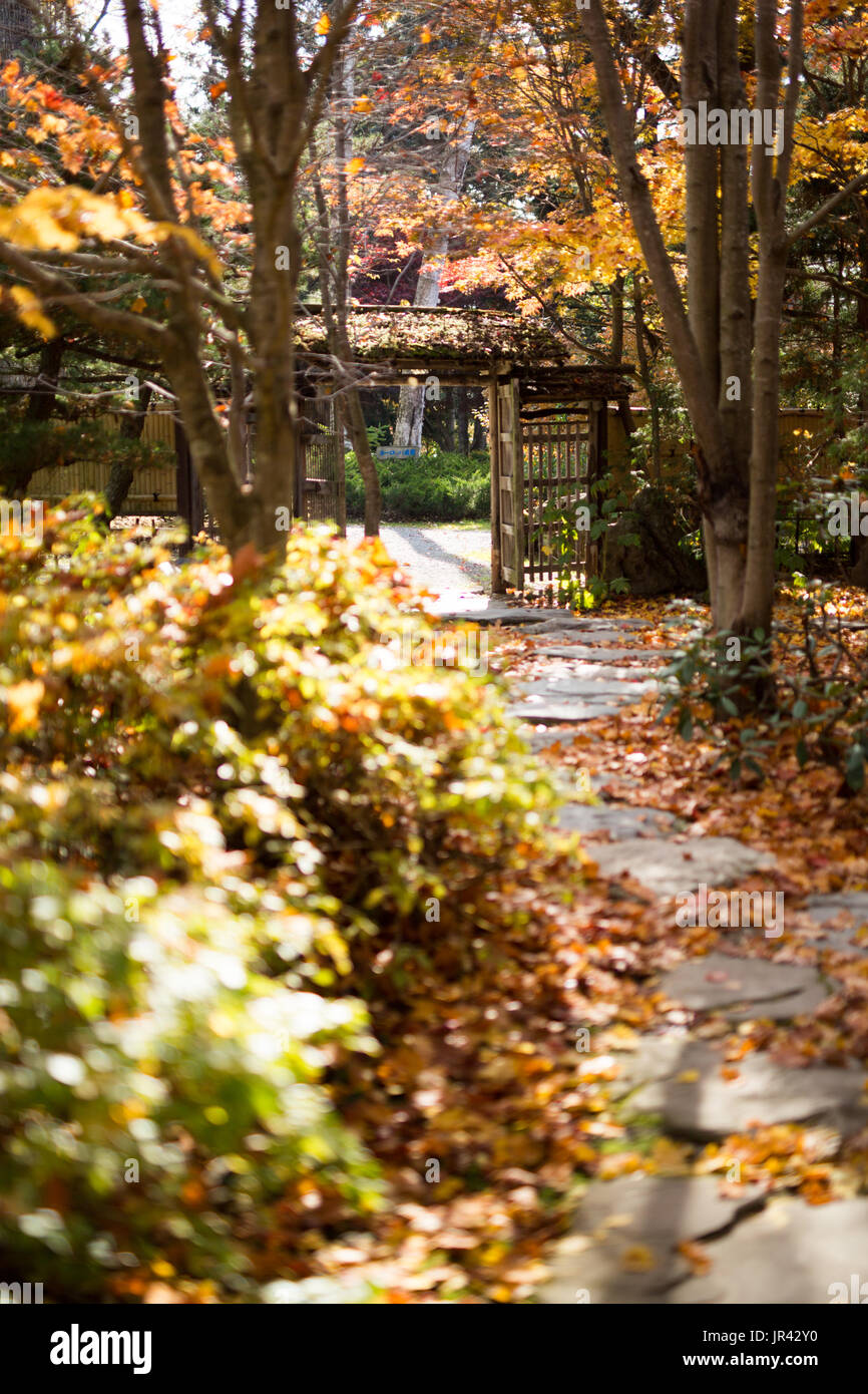 Japanese Fall Foliage Stock Photo - Alamy