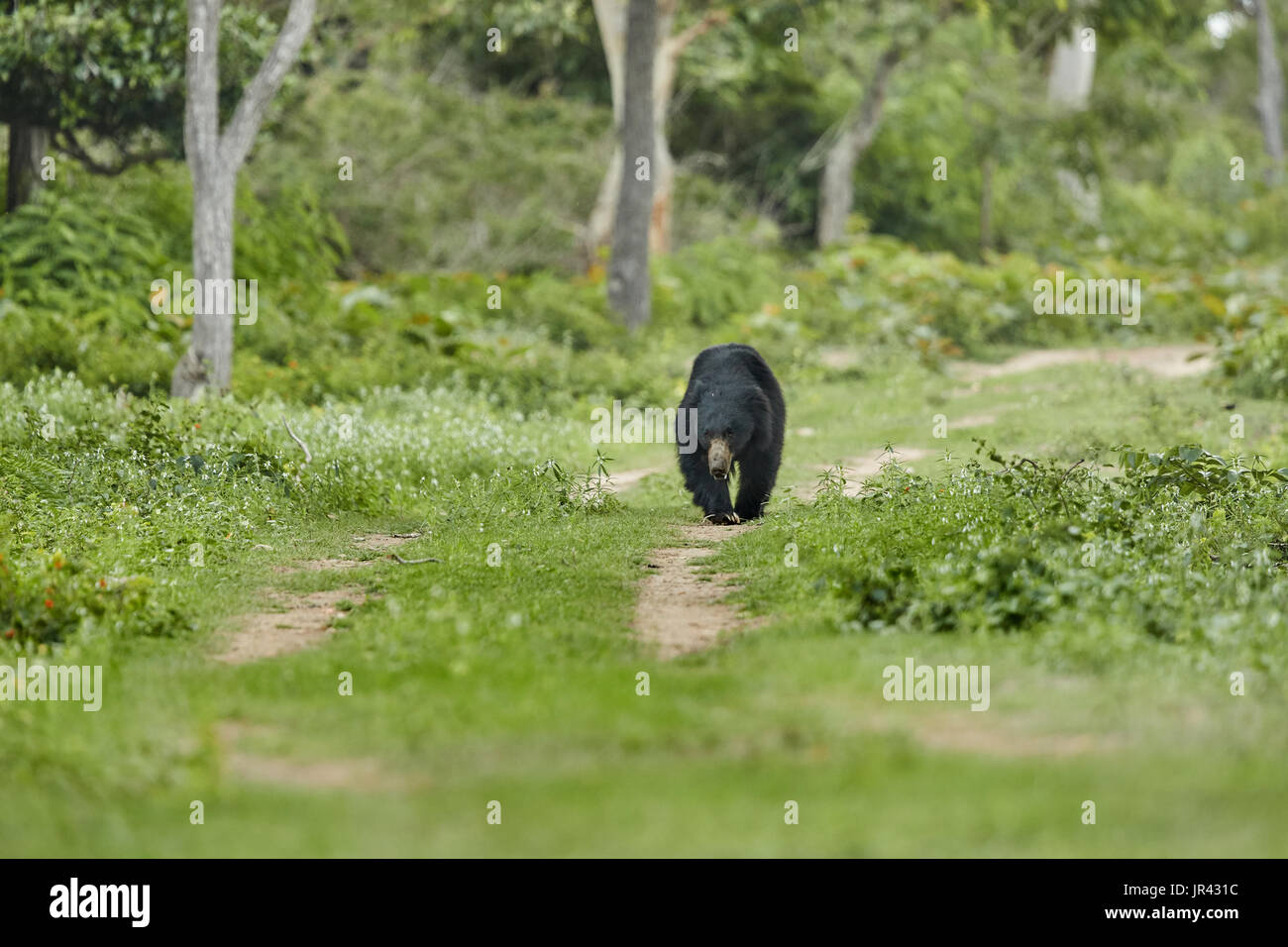 Big beautiful sloth bear in green forest, wild animal in the natural ...