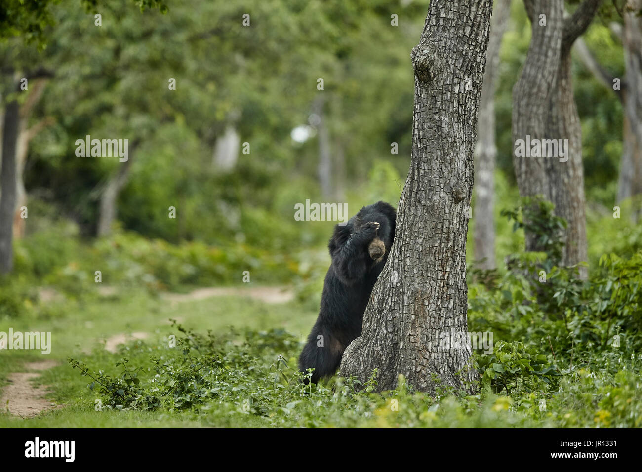 Big beautiful sloth bear in green forest, wild animal in the natural ...