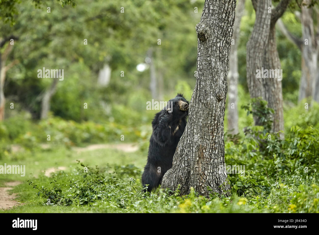 Sloth bear hi-res stock photography and images - Alamy