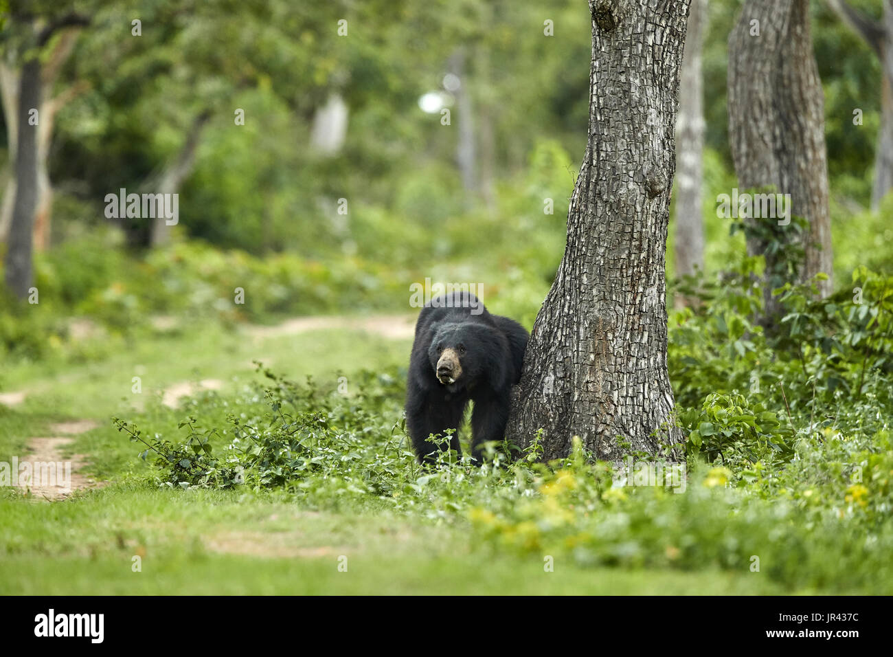 Big beautiful sloth bear in green forest, wild animal in the natural ...