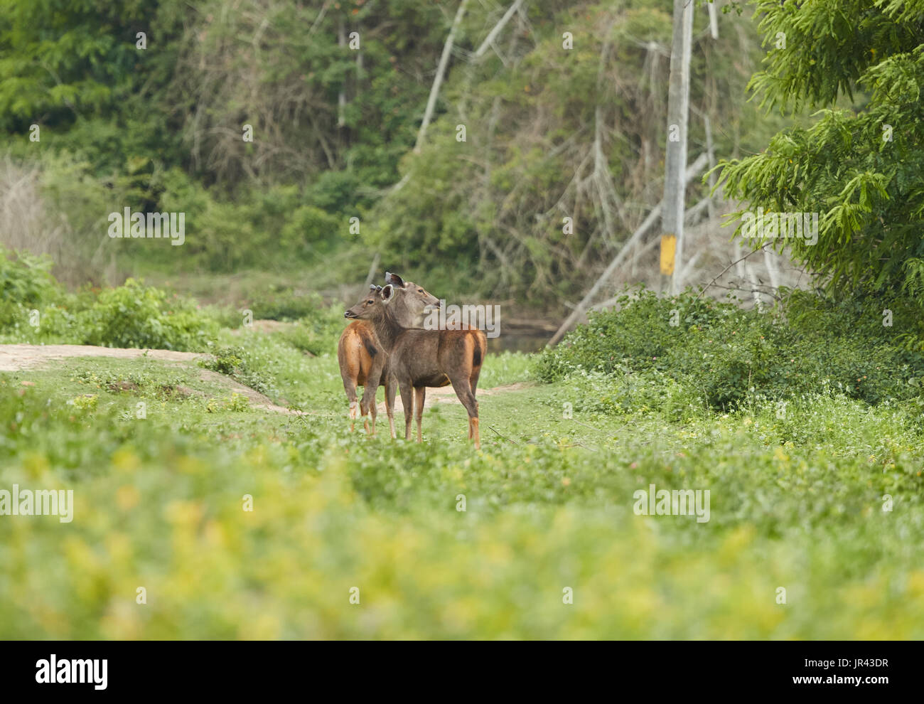 Beautiful sambar deer in the nature habitat in India. friendship in ...