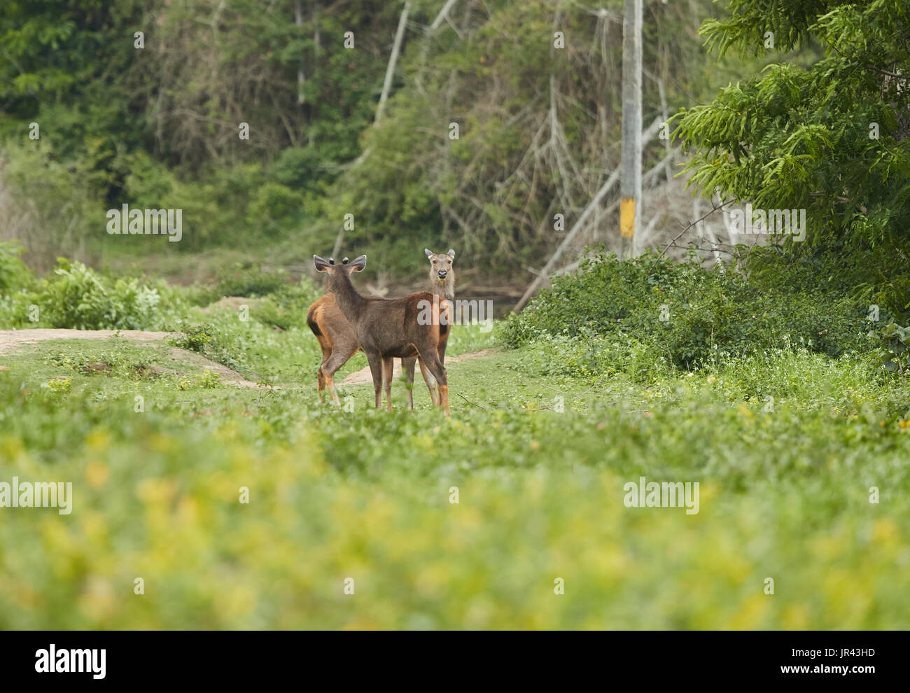 Beautiful sambar deer in the nature habitat in India. friendship in ...
