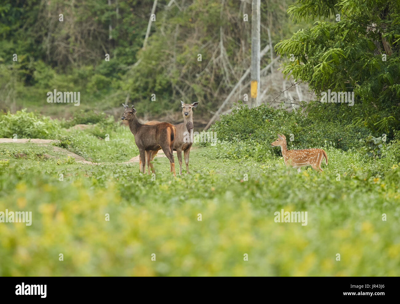Beautiful sambar deer in the nature habitat in India. friendship in ...