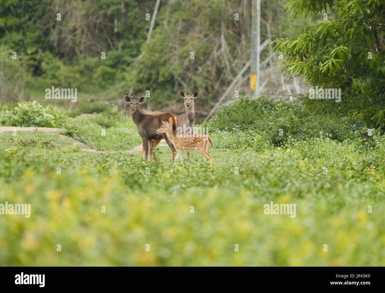 Beautiful sambar deer in the nature habitat in India. friendship in ...