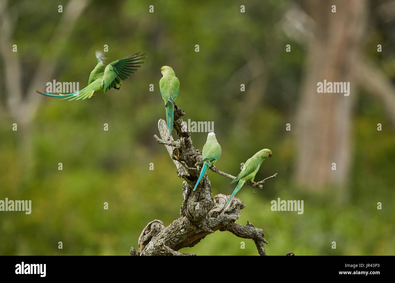 Rose-ringed Parakeet, Psittacula krameri, beautiful parrot in the ...