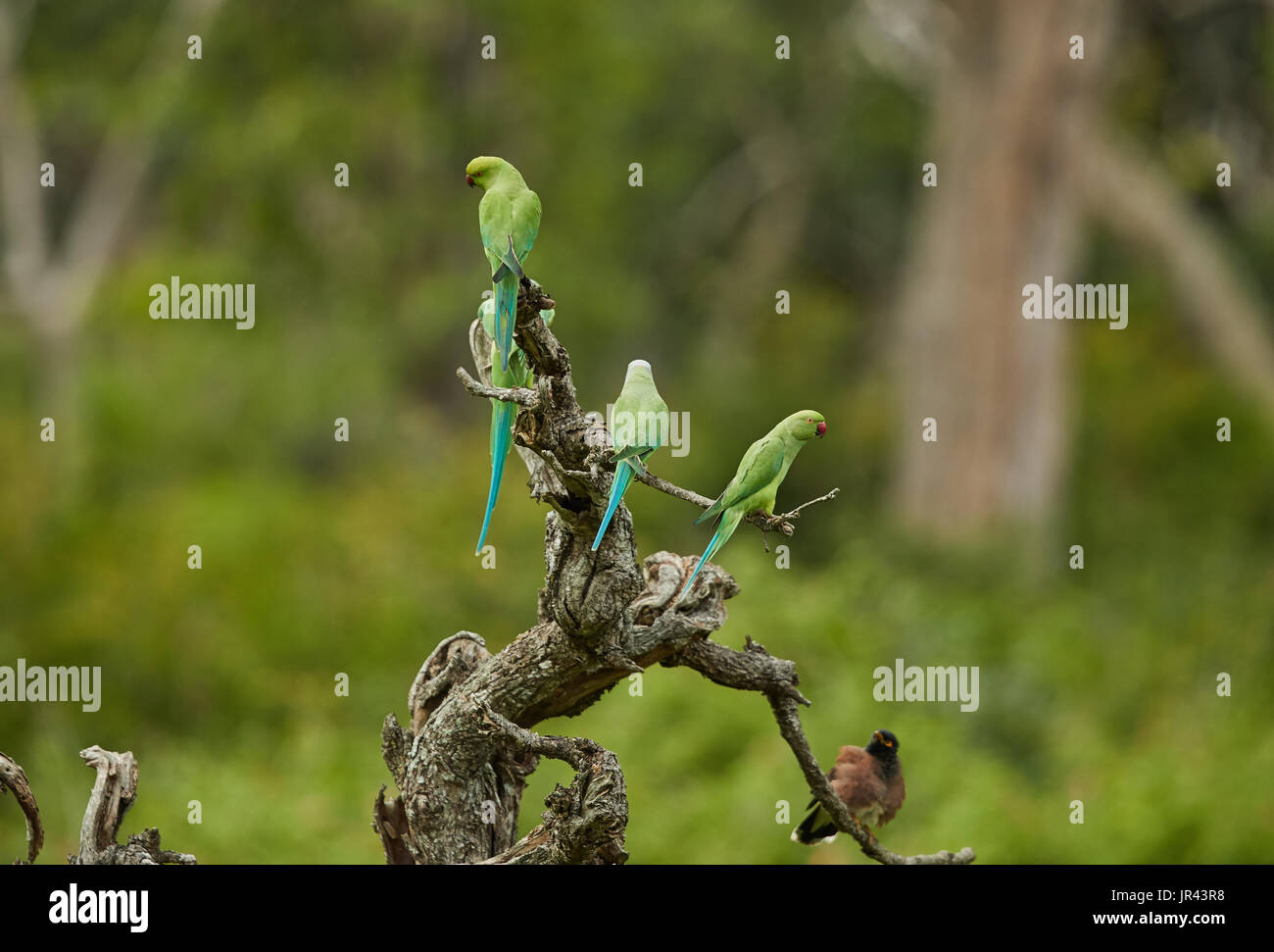 Rose-ringed Parakeet, Psittacula krameri, beautiful parrot in the ...