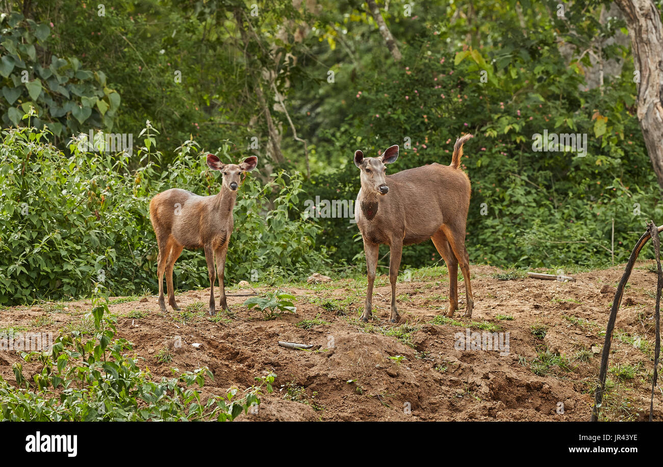 Beautiful sambar deer in the nature habitat in India. friendship in ...