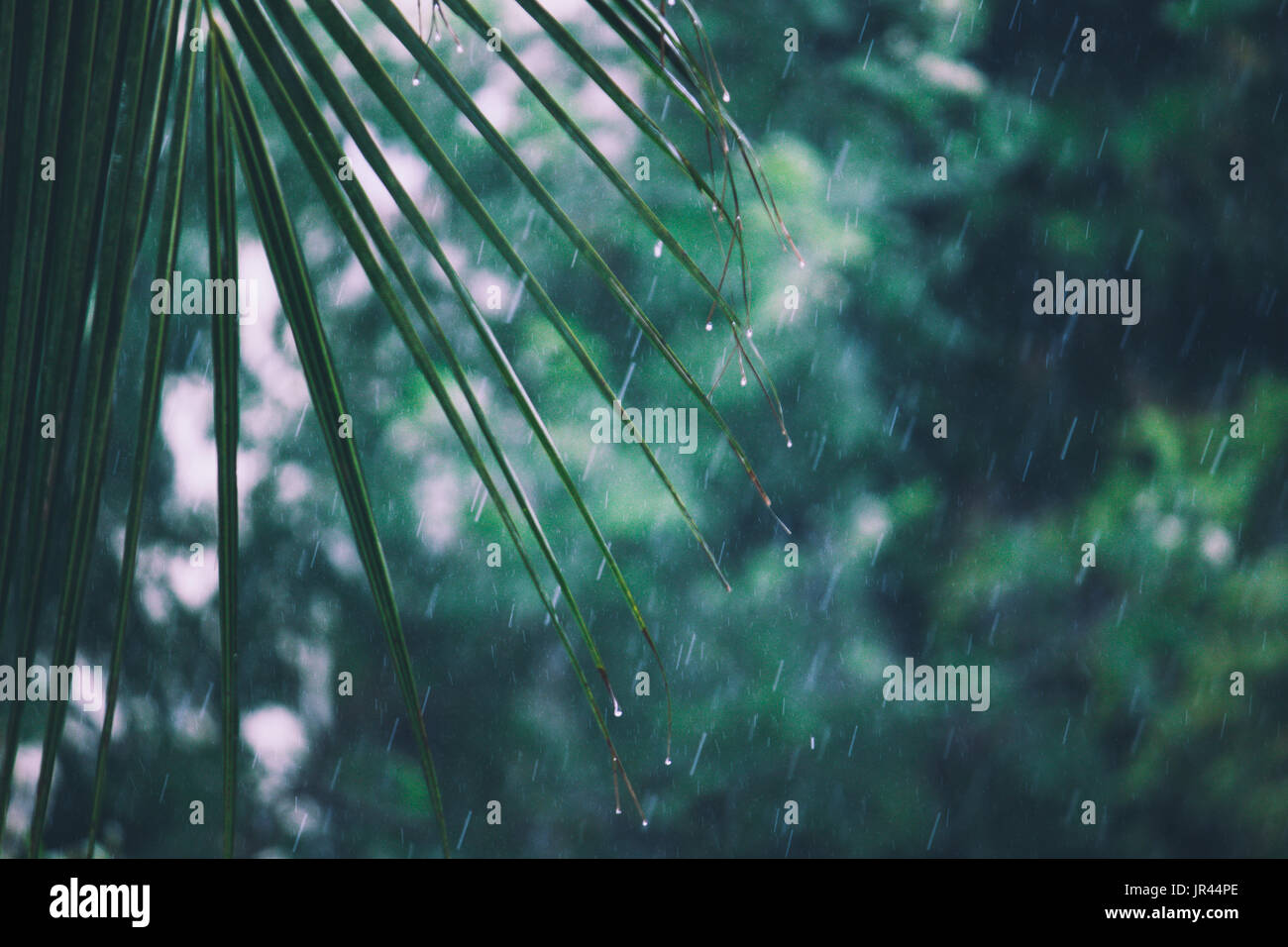 Rain drops falling hi-res stock photography and images - Alamy