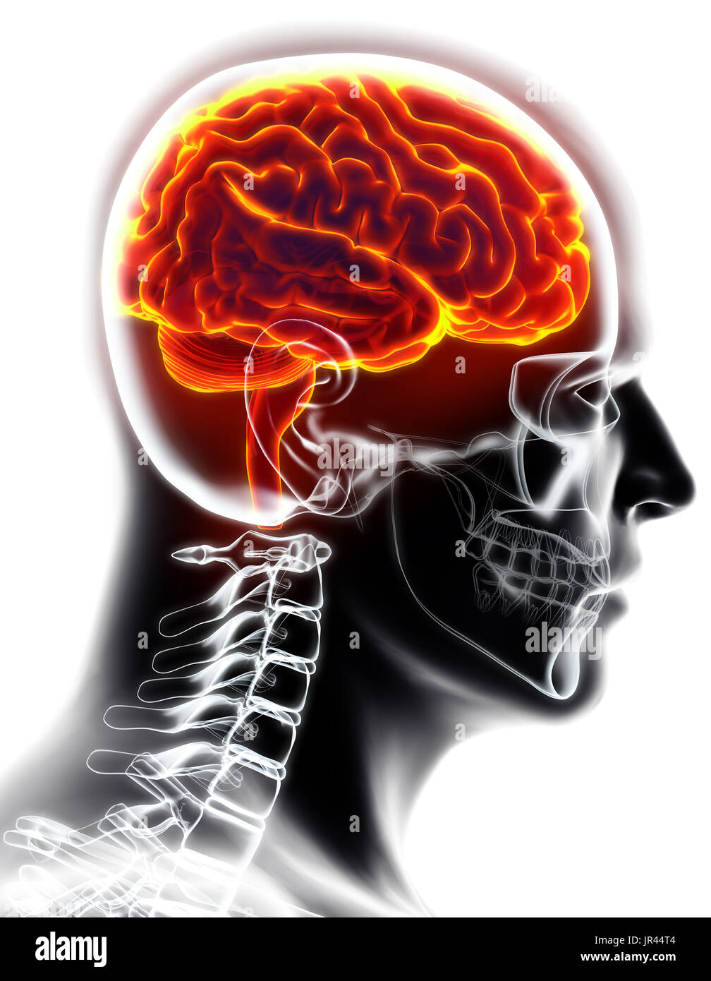 Human Internal Organic - Human Brain, 3D illustration medical concept ...