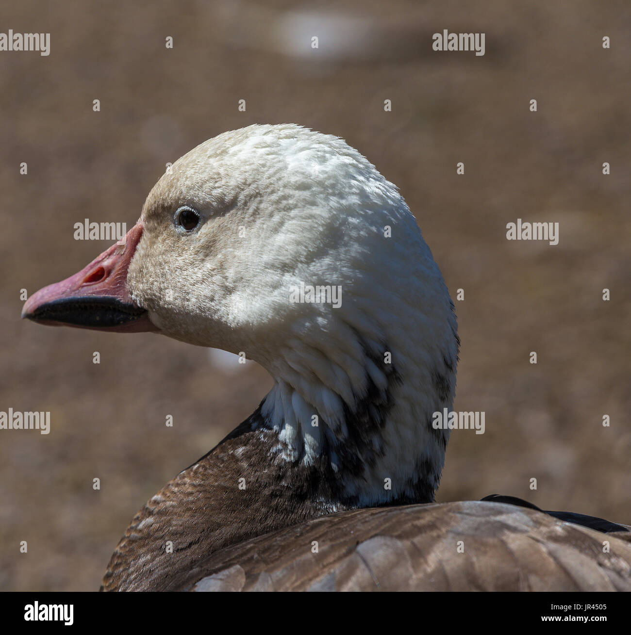 Lesser Snow Goose at Slimbridge Stock Photo - Alamy