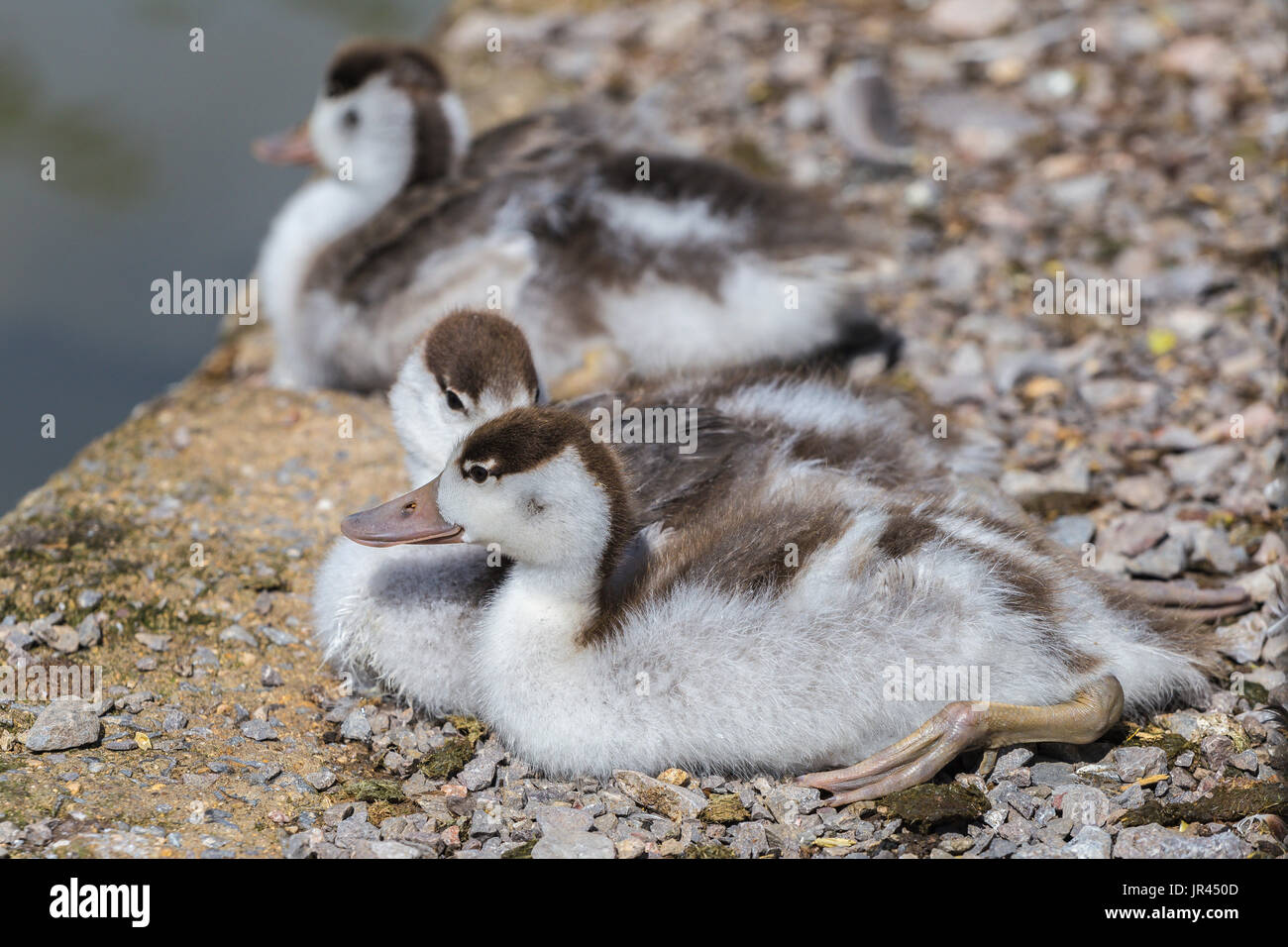 Common Shelduck chicks at Slimbridge Stock Photo - Alamy