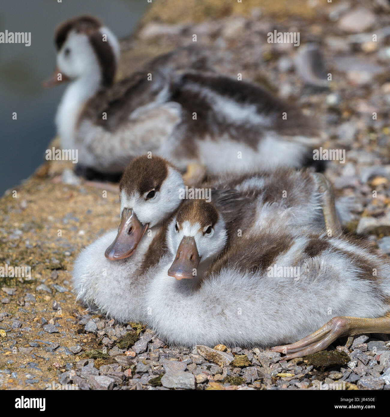 Common Shelduck chicks at Slimbridge Stock Photo - Alamy