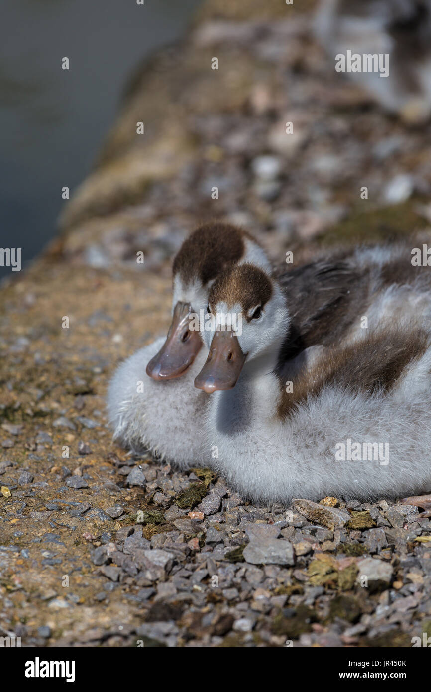 Common Shelduck chicks at Slimbridge Stock Photo - Alamy